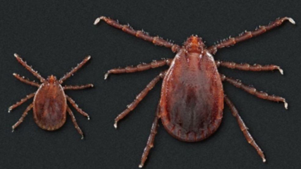 Asian longhorned tick found in Ohio, Kentucky | WKRC