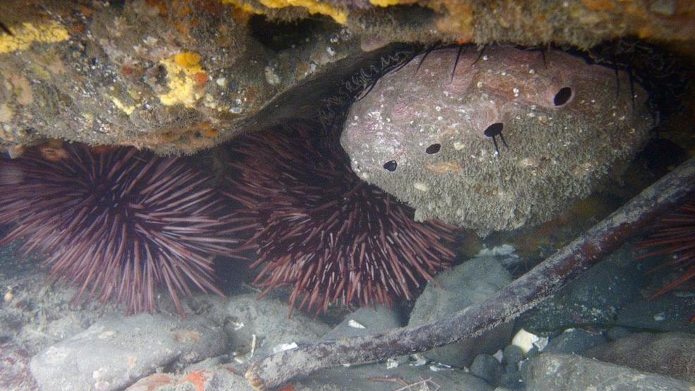West Coast sea urchin spike kills kelp, hurts fisheries | KATU
