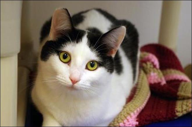 10 adoptable cats from Seattle Humane Society | KOMO