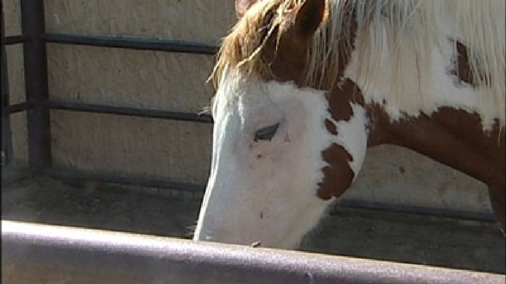 Tattooing horses' eyelids can prevent cancer | KVII