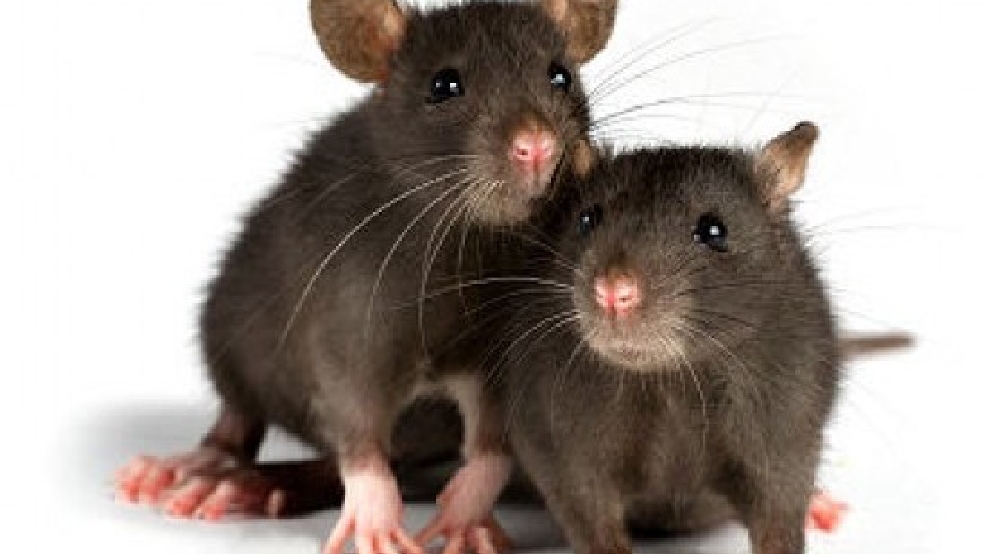 Handful of rat virus cases seen in Wisconsin and Illinois | WMSN