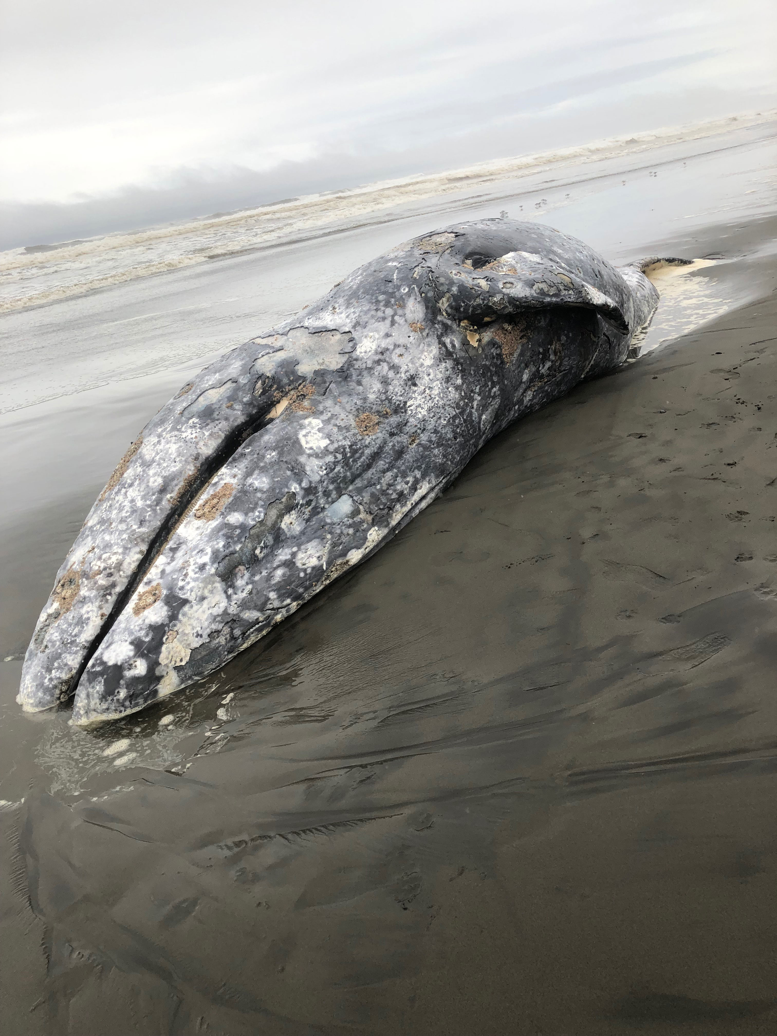 Gray whale deaths could be in hundreds this year, according to ...