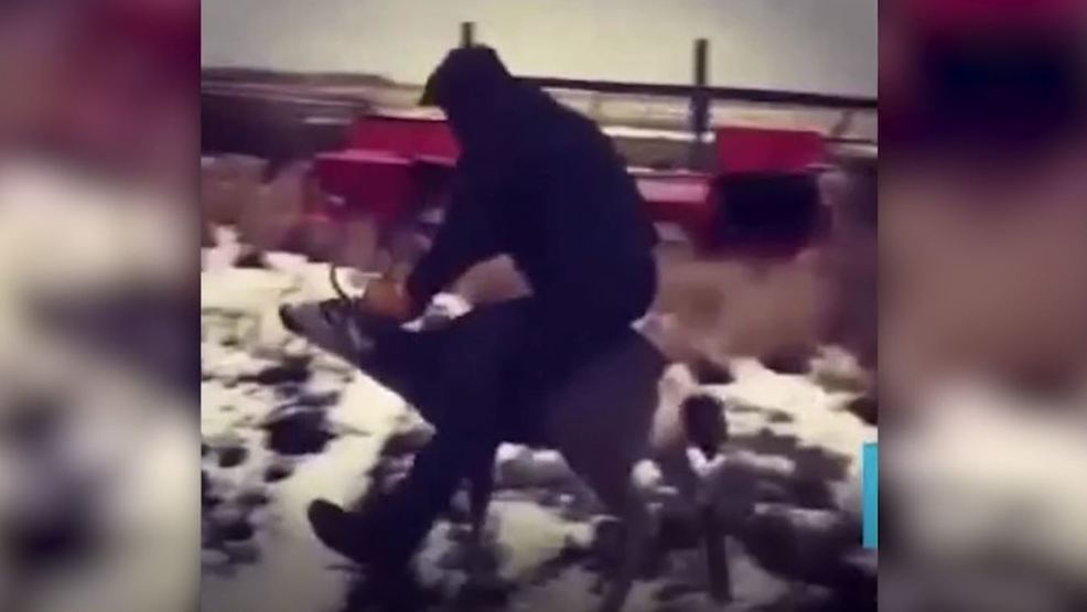 Police: Man arrested for riding on back of deer, posting video to ...