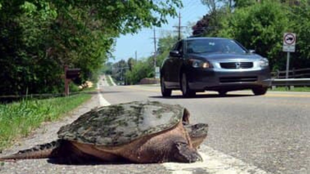 What NOT to do when helping turtles cross the road | KHQA