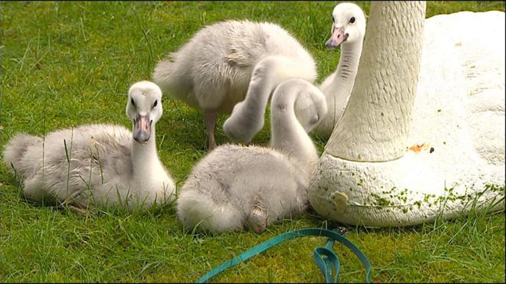 4 baby swans hatch in Oregon nature center by Fourth of July | KATU