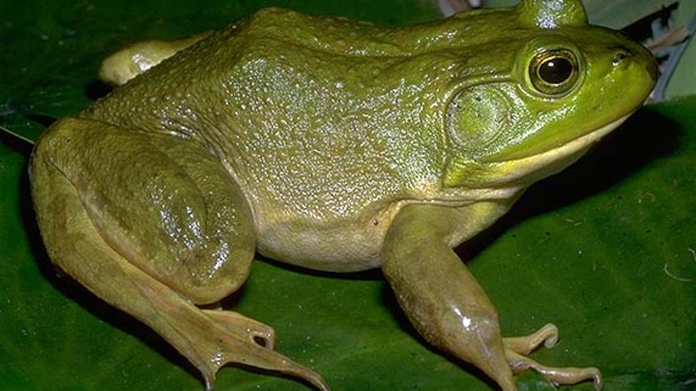 Michigan House votes to allow year-round frog hunting | WWMT