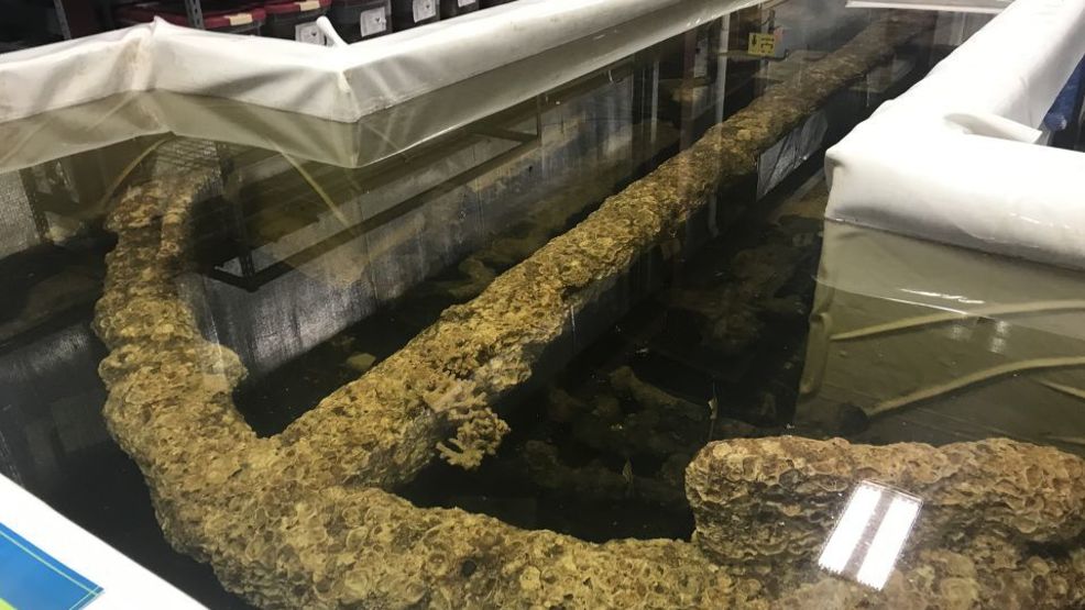 Artifacts from Blackbeard's ship on display Saturday | WCTI