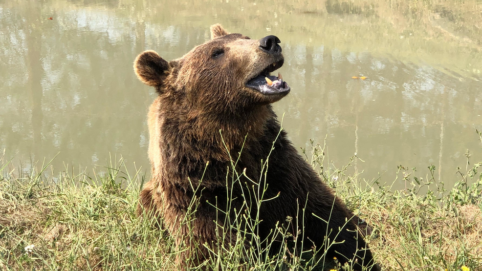 'We're seeing old Oso again': Hemp oil helps treat bear at Wildlife ...