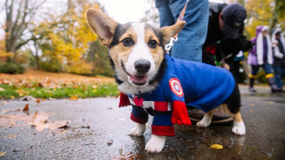 Photos: Costumed little corgis brave the rain for Corgi Howl-o-ween ...