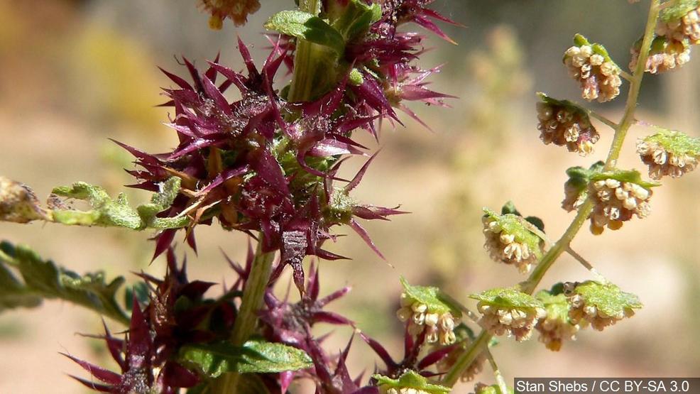 Grants available to battle invasive plants in Michigan lakes | WWMT